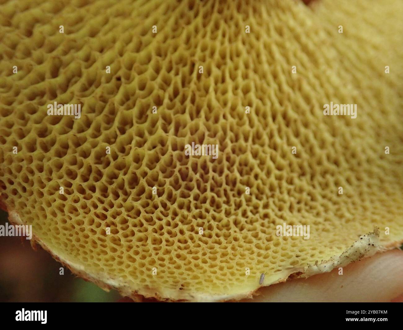 Western Painted Suillus (Suillus lakei) Fungi Stock Photo - Alamy