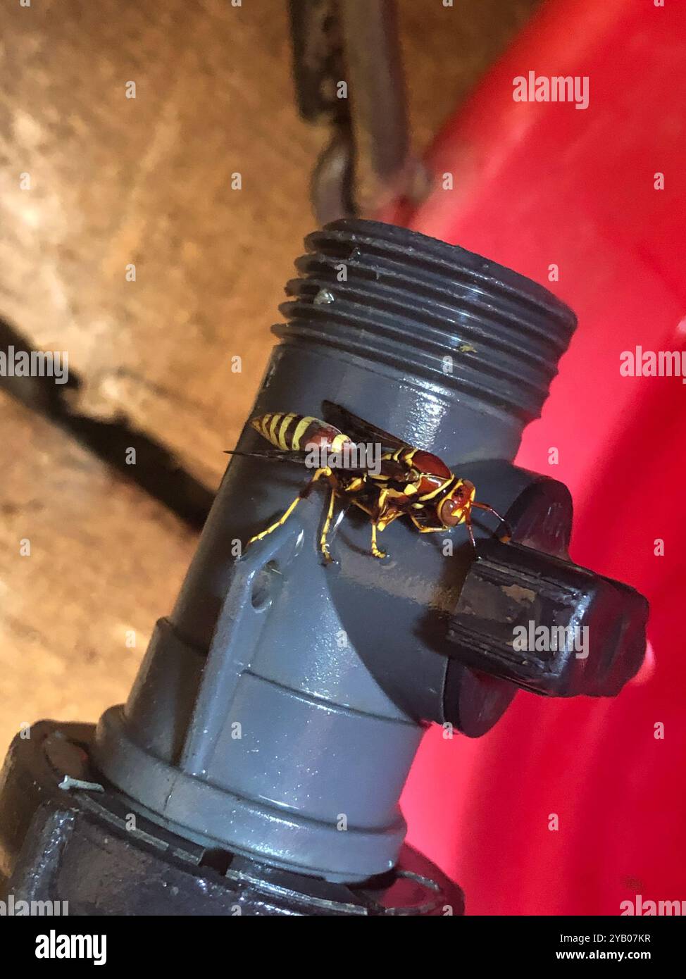 Guinea Paper Wasp (Polistes exclamans) Insecta Stock Photo - Alamy