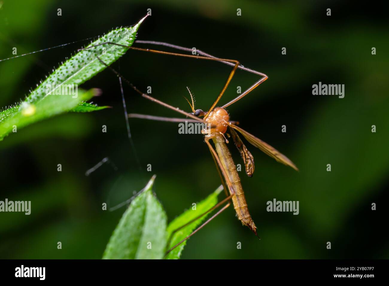 The insect, the Limonia stork fly in the family Limoniidae, has a very ...