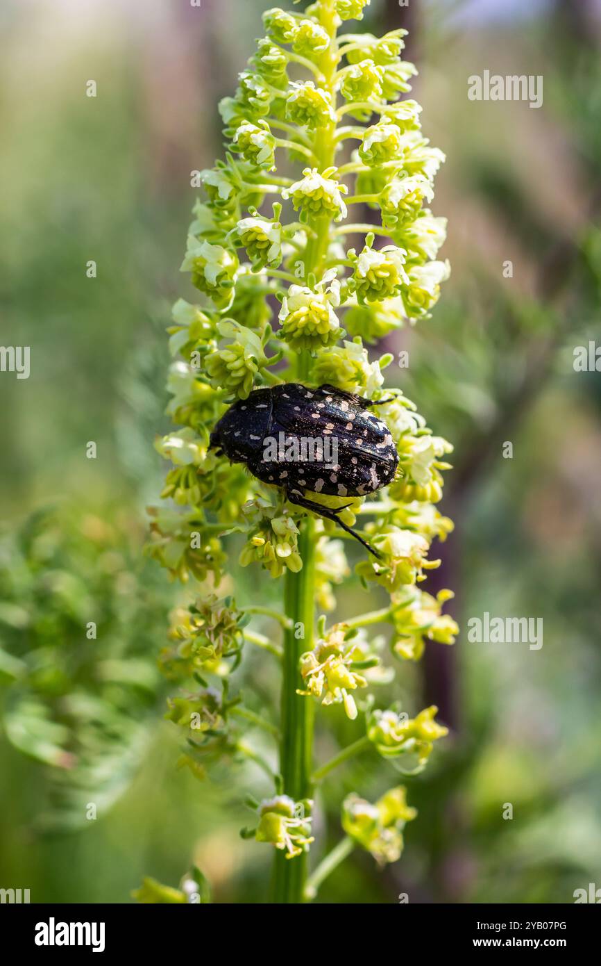 White spotted rose beetle: A Beneficial Insect for Pollination and ...