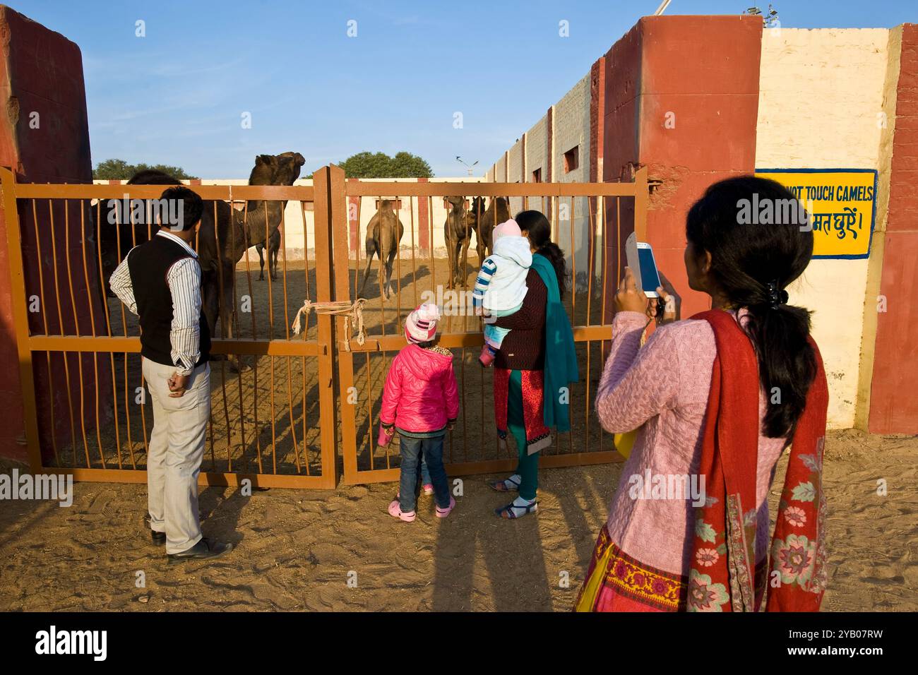 India, Rajasthan, Bikaner, Camel breeding farm Stock Photo - Alamy
