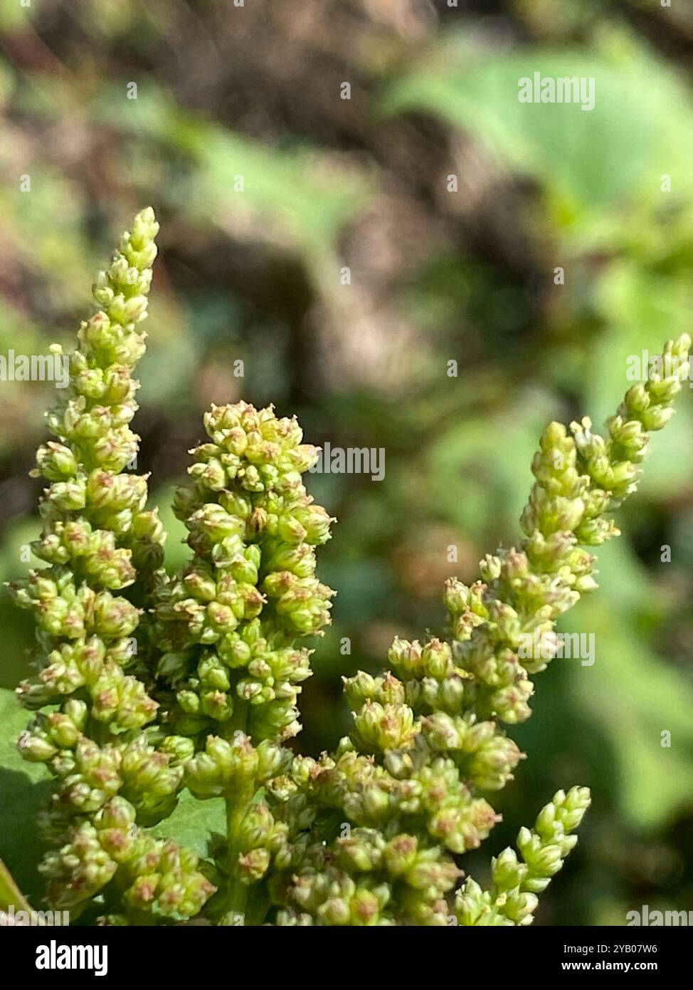 green amaranth (Amaranthus viridis) Plantae Stock Photo - Alamy