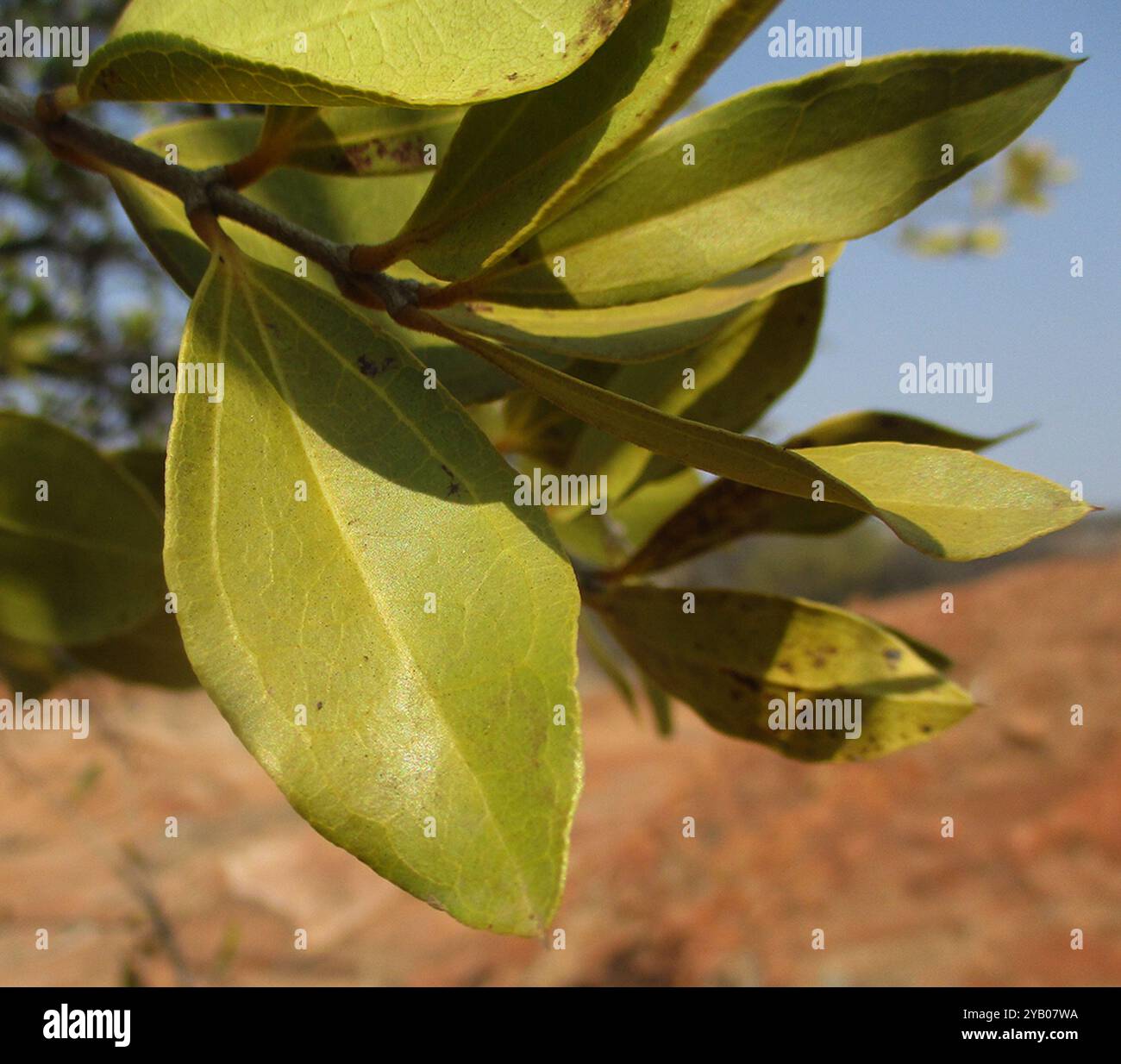 Green Monkey Orange (Strychnos pungens) Plantae Stock Photo - Alamy