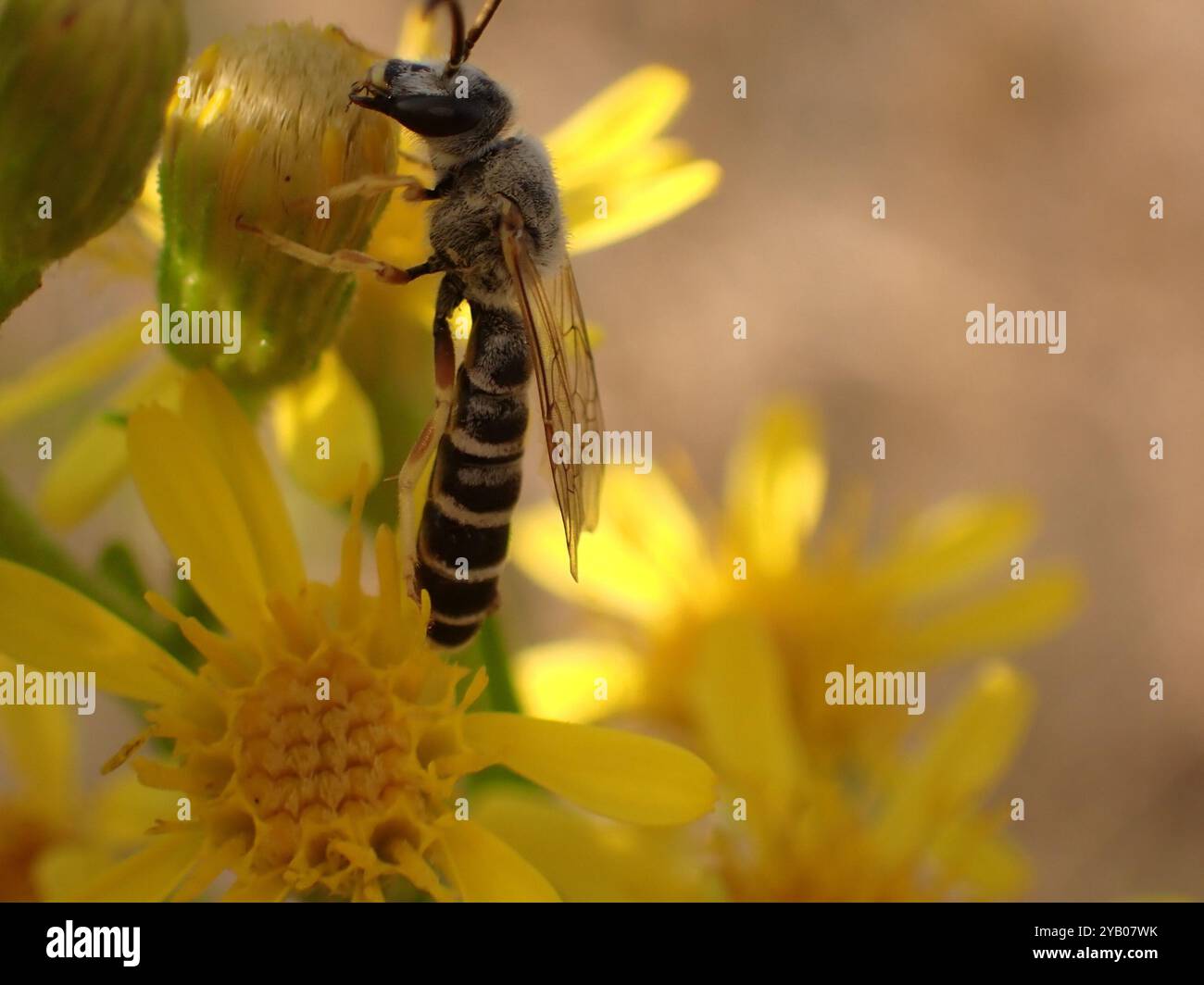 Furrow Bees (Halictus) Insecta Stock Photo - Alamy