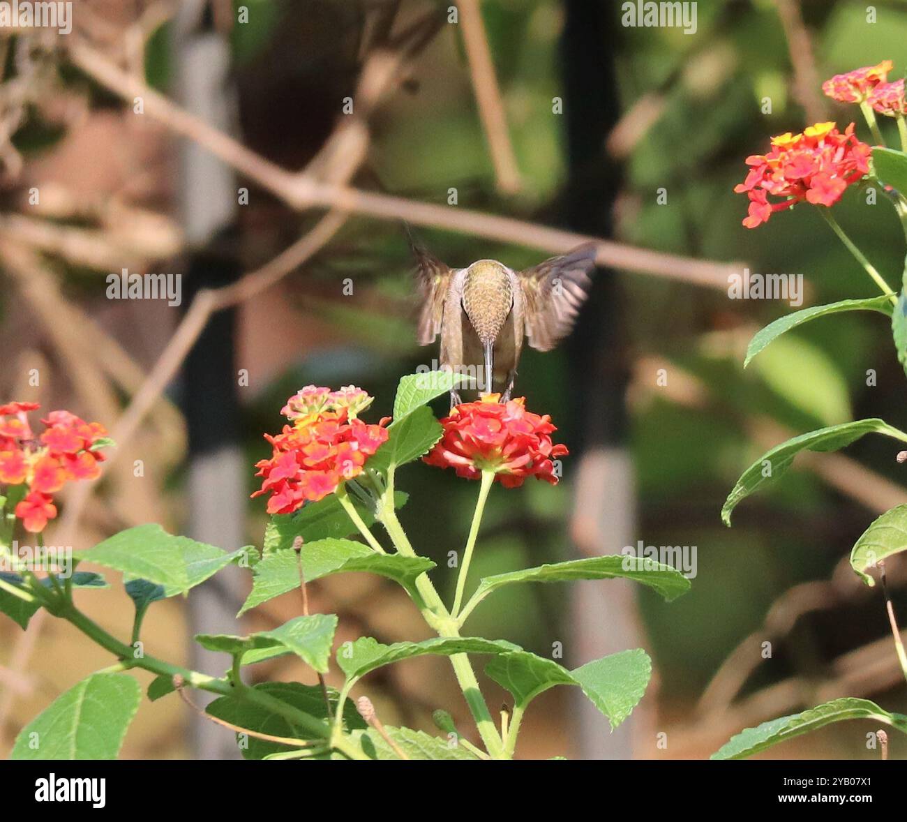 Ruby-throated Hummingbird (Archilochus colubris) Aves Stock Photo - Alamy