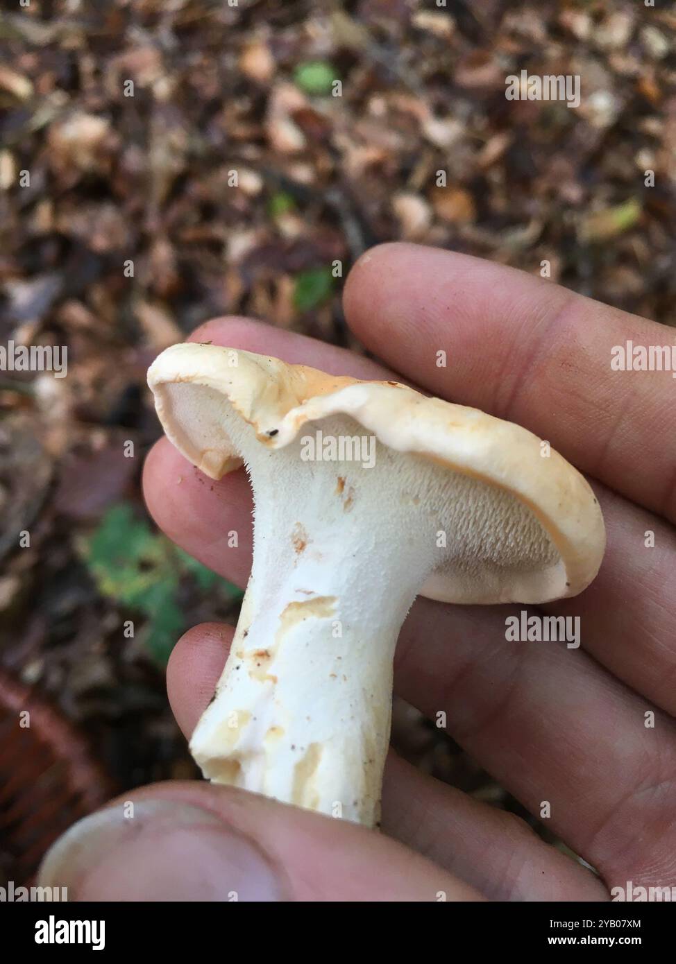 Wood Hedgehog (Hydnum repandum) Fungi Stock Photo - Alamy
