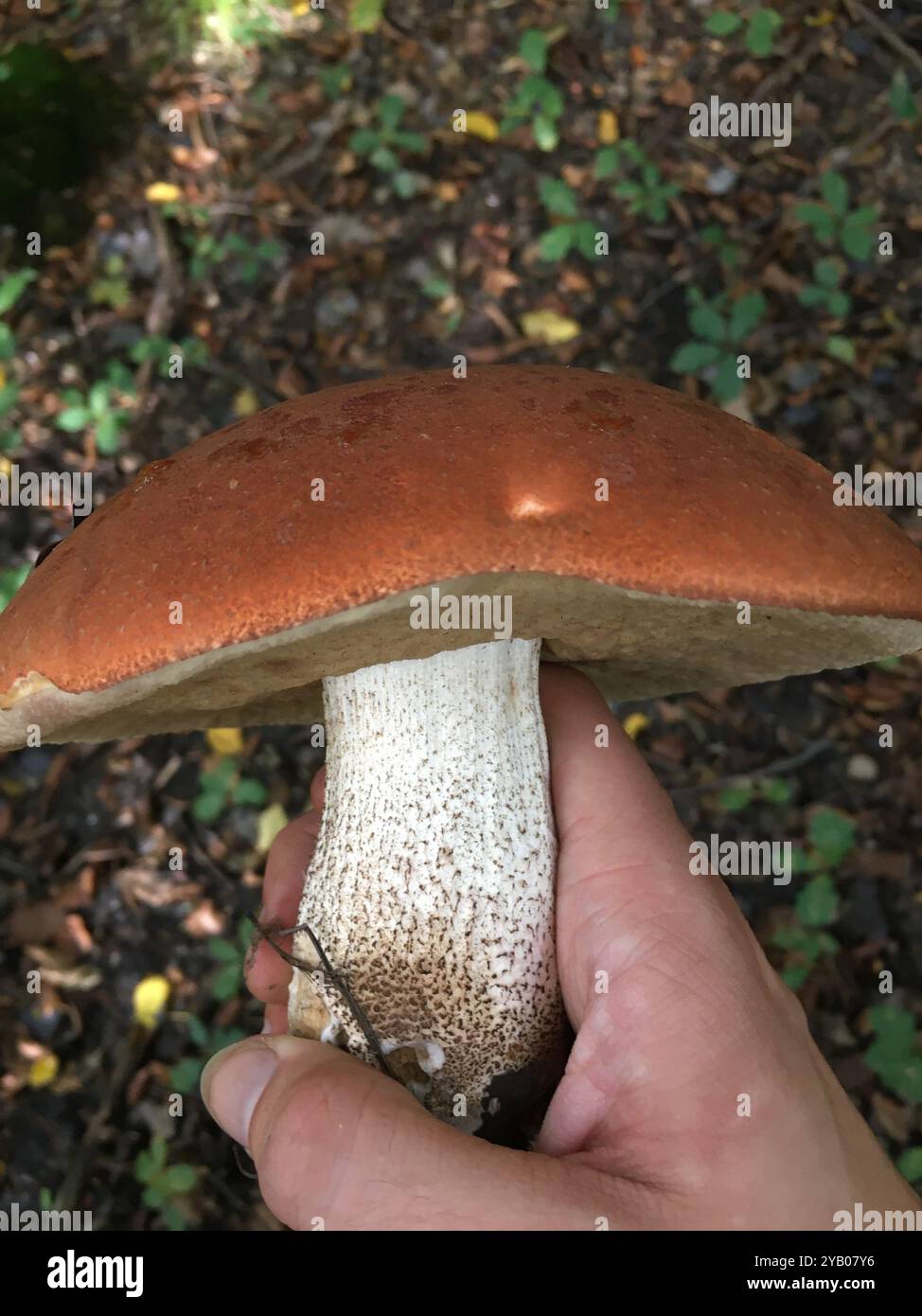Red-capped Scaber Stalk (Leccinum aurantiacum) Fungi Stock Photo - Alamy