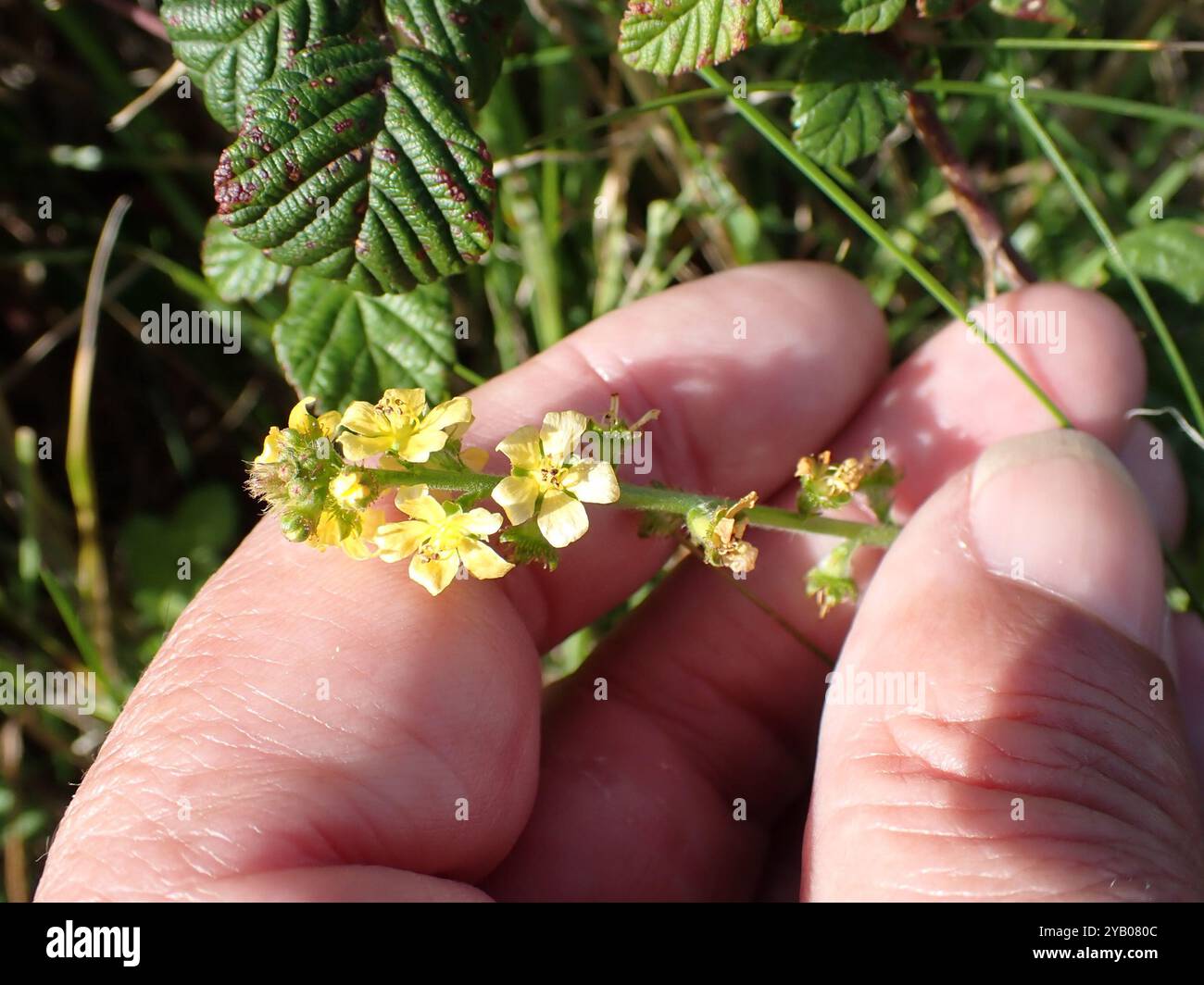 common agrimony (Agrimonia eupatoria) Plantae Stock Photo - Alamy