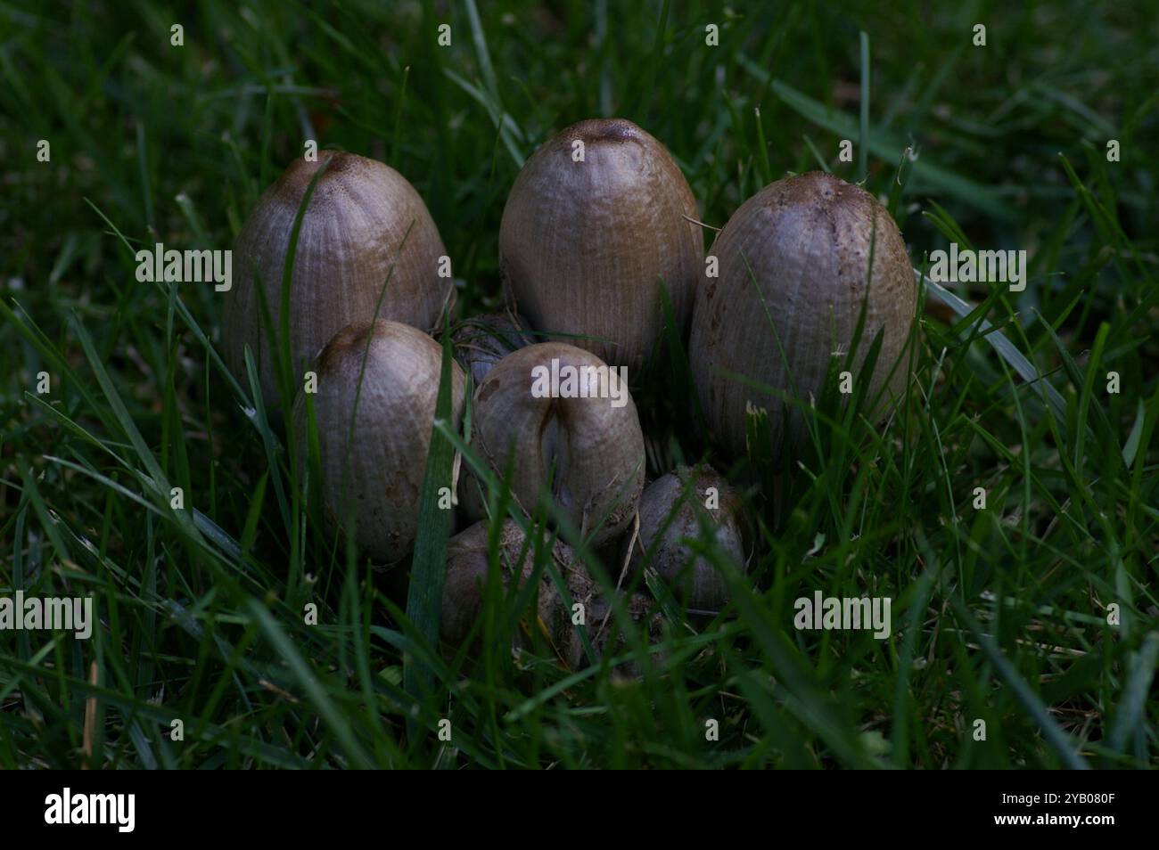 Common Ink Cap (Coprinopsis atramentaria) Fungi Stock Photo - Alamy