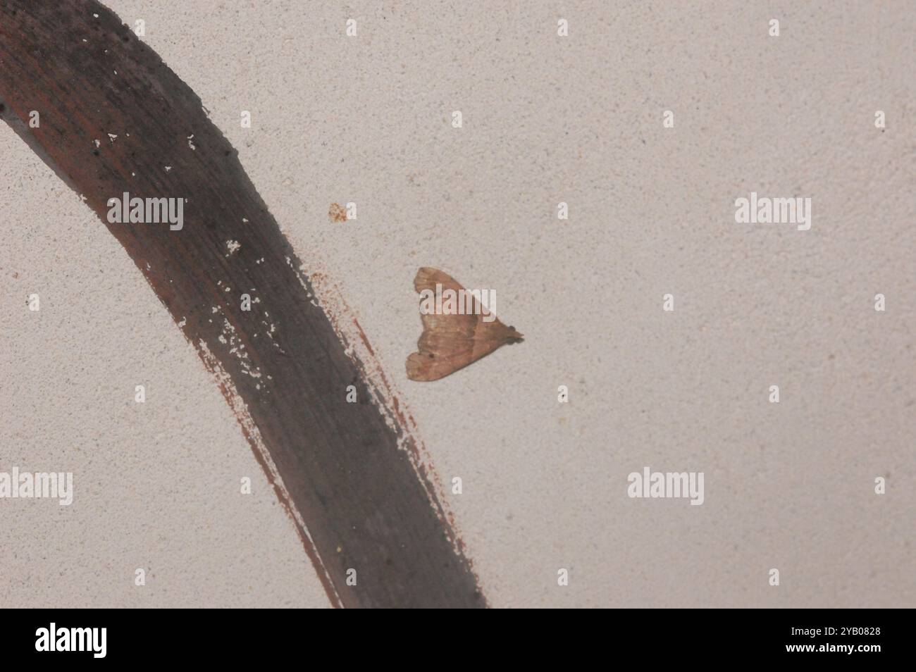 Ambiguous Moth (Lascoria ambigualis) Insecta Stock Photo - Alamy