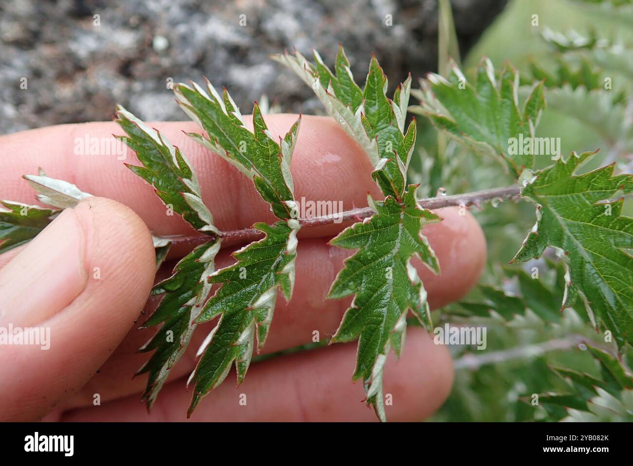 Silver Bramble (Rubus ludwigii) Plantae Stock Photo - Alamy