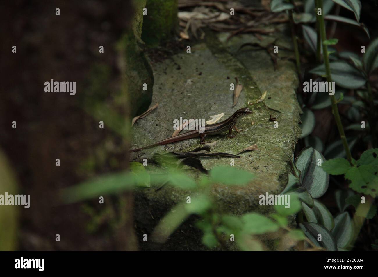 Indian Forest Skink (Sphenomorphus indicus) Reptilia Stock Photo - Alamy