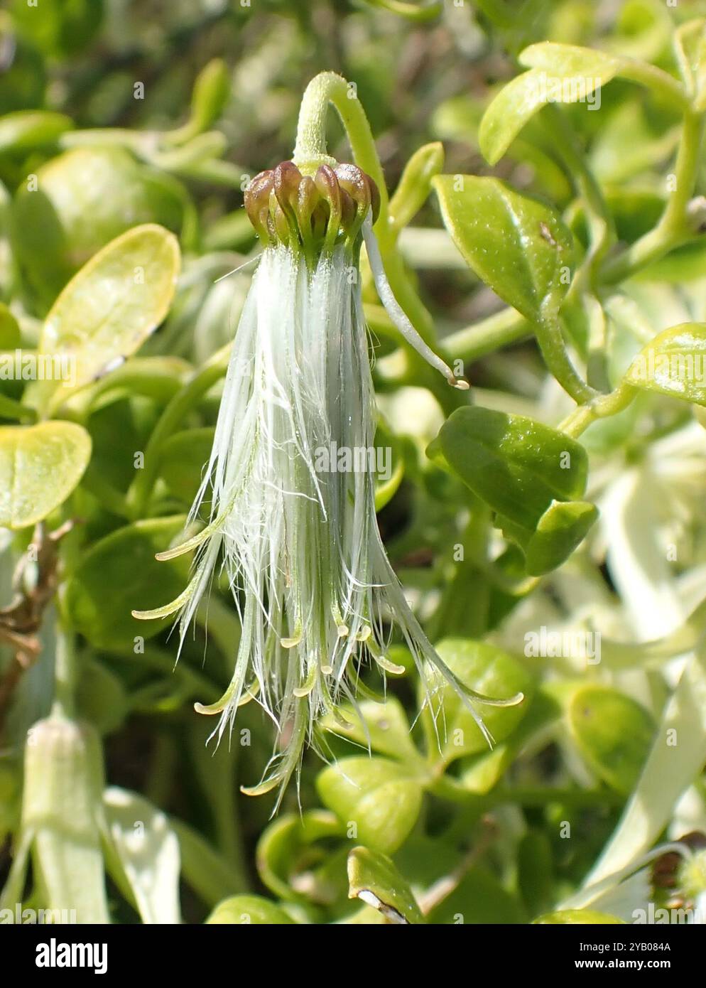 Small-leaved Clematis (Clematis microphylla) Plantae Stock Photo - Alamy