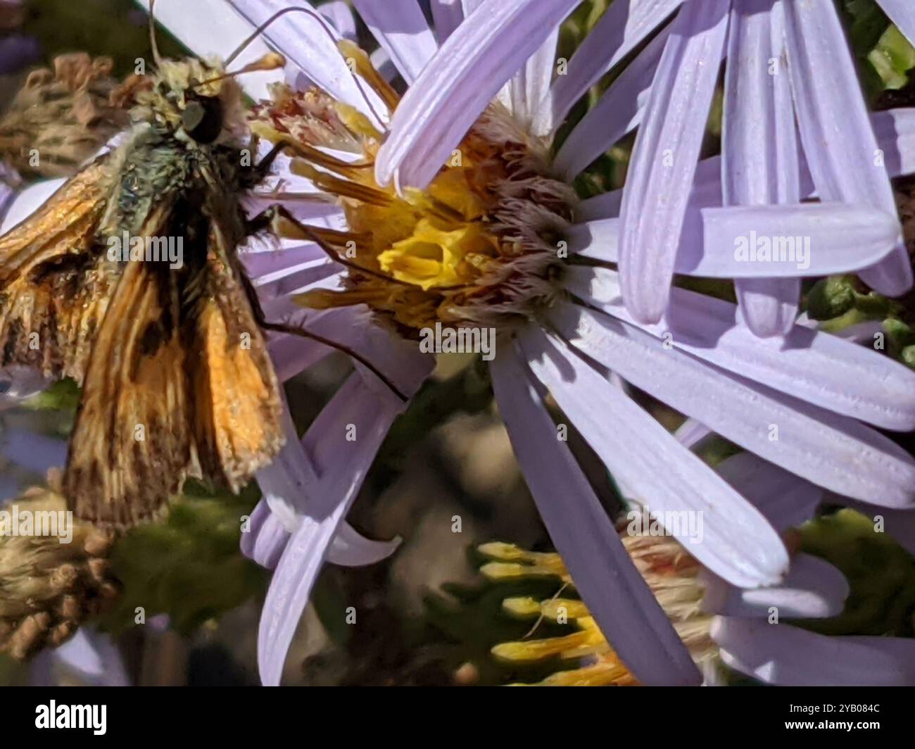 Sandhill Skipper (Polites sabuleti) Insecta Stock Photo - Alamy