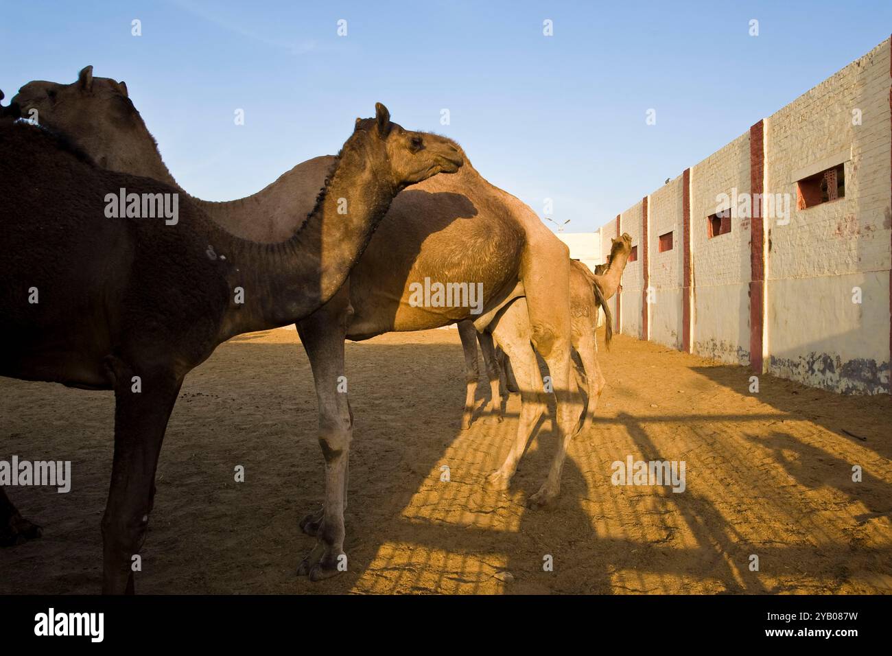 India, Rajasthan, Bikaner, Camel breeding farm Stock Photo - Alamy