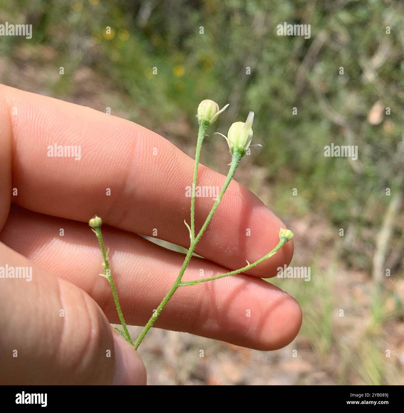 Coastalplain Palafox (Palafoxia integrifolia) Plantae Stock Photo - Alamy