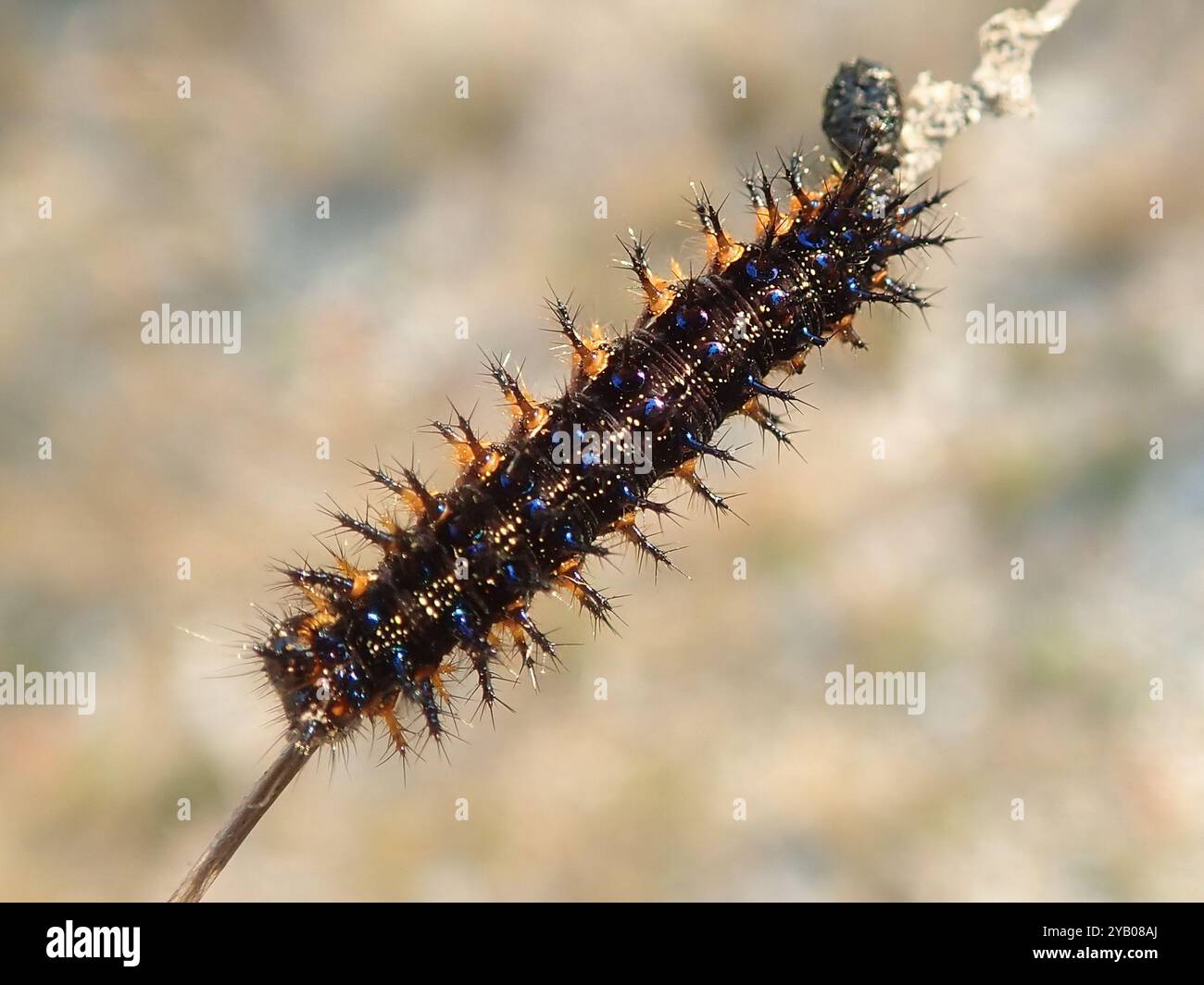 Buckeyes & Pansies (Junonia) Insecta Stock Photo - Alamy