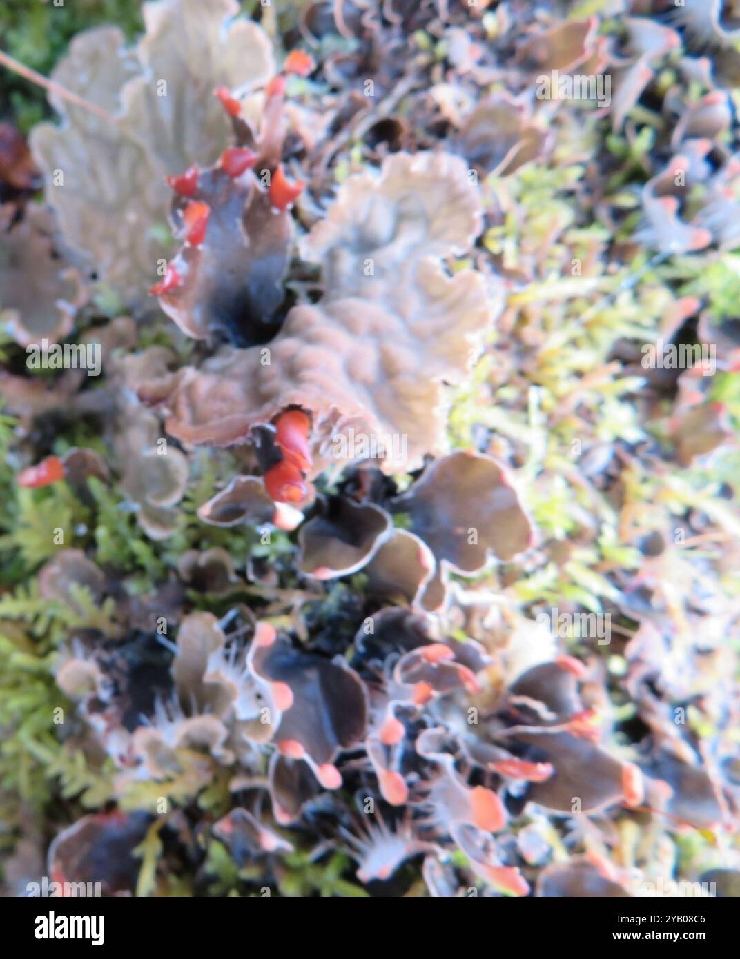 many-fruited pelt lichen (Peltigera polydactylon) Fungi Stock Photo - Alamy