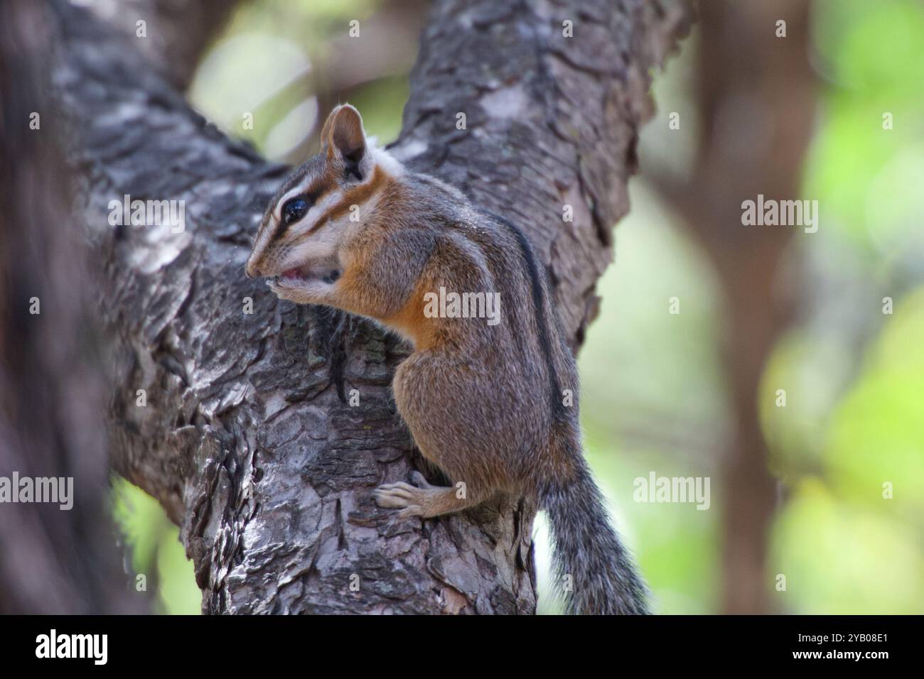Cliff Chipmunk (Neotamias dorsalis) Mammalia Stock Photo - Alamy
