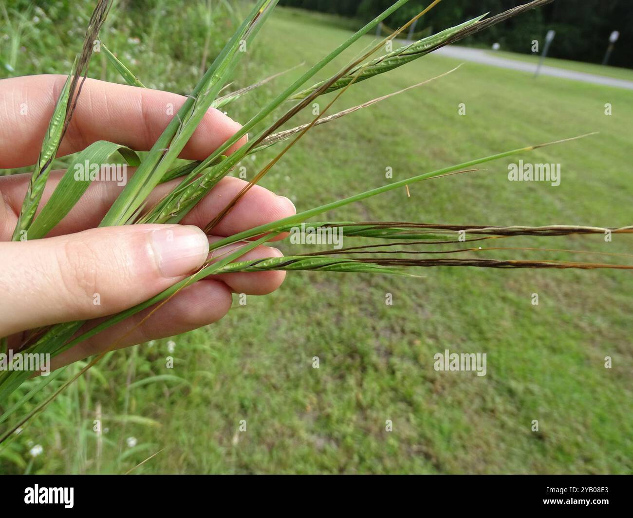 Sweet Tanglehead (Heteropogon melanocarpus) Plantae Stock Photo - Alamy