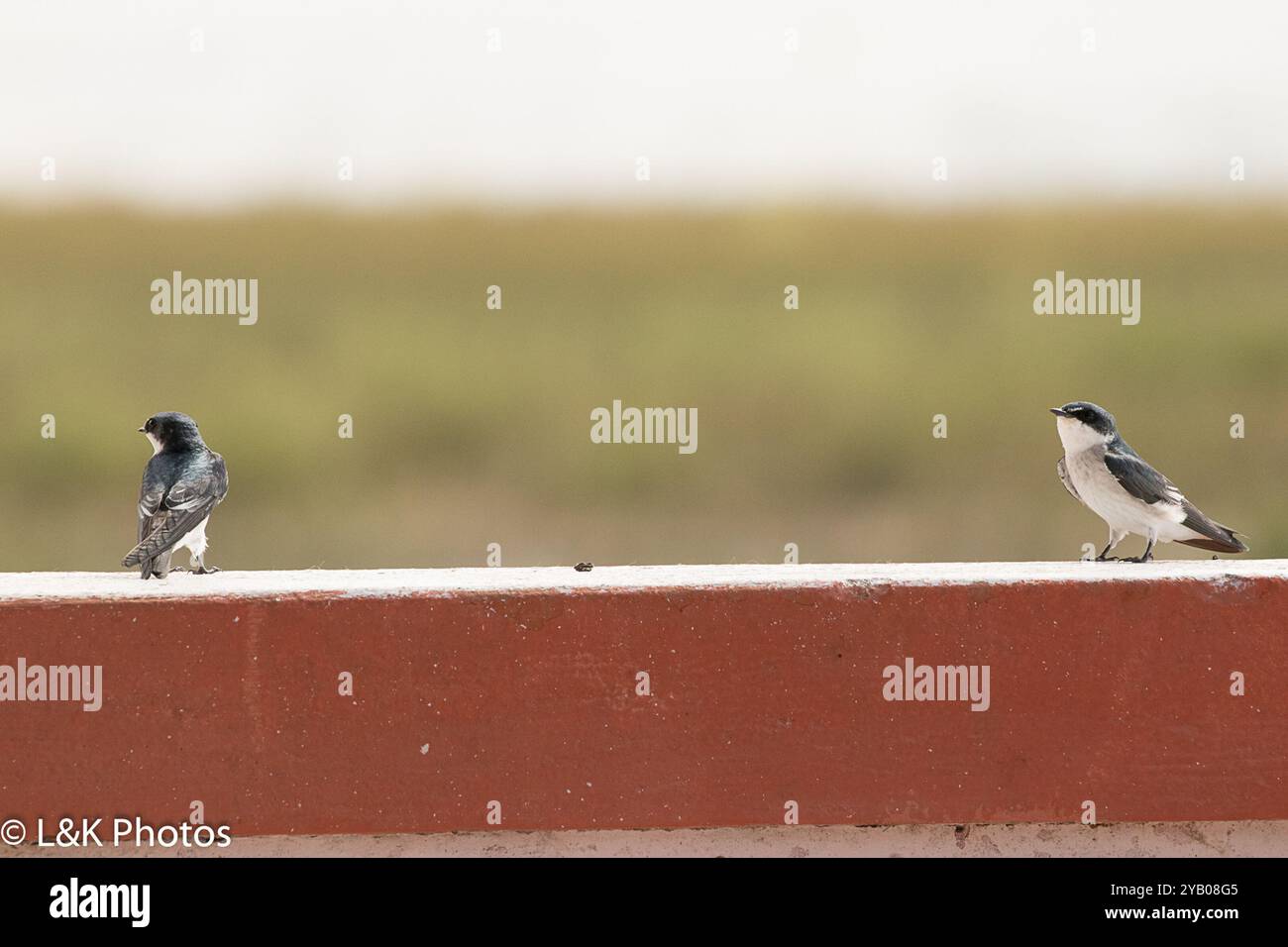 Mangrove Swallow (Tachycineta albilinea) Aves Stock Photo - Alamy