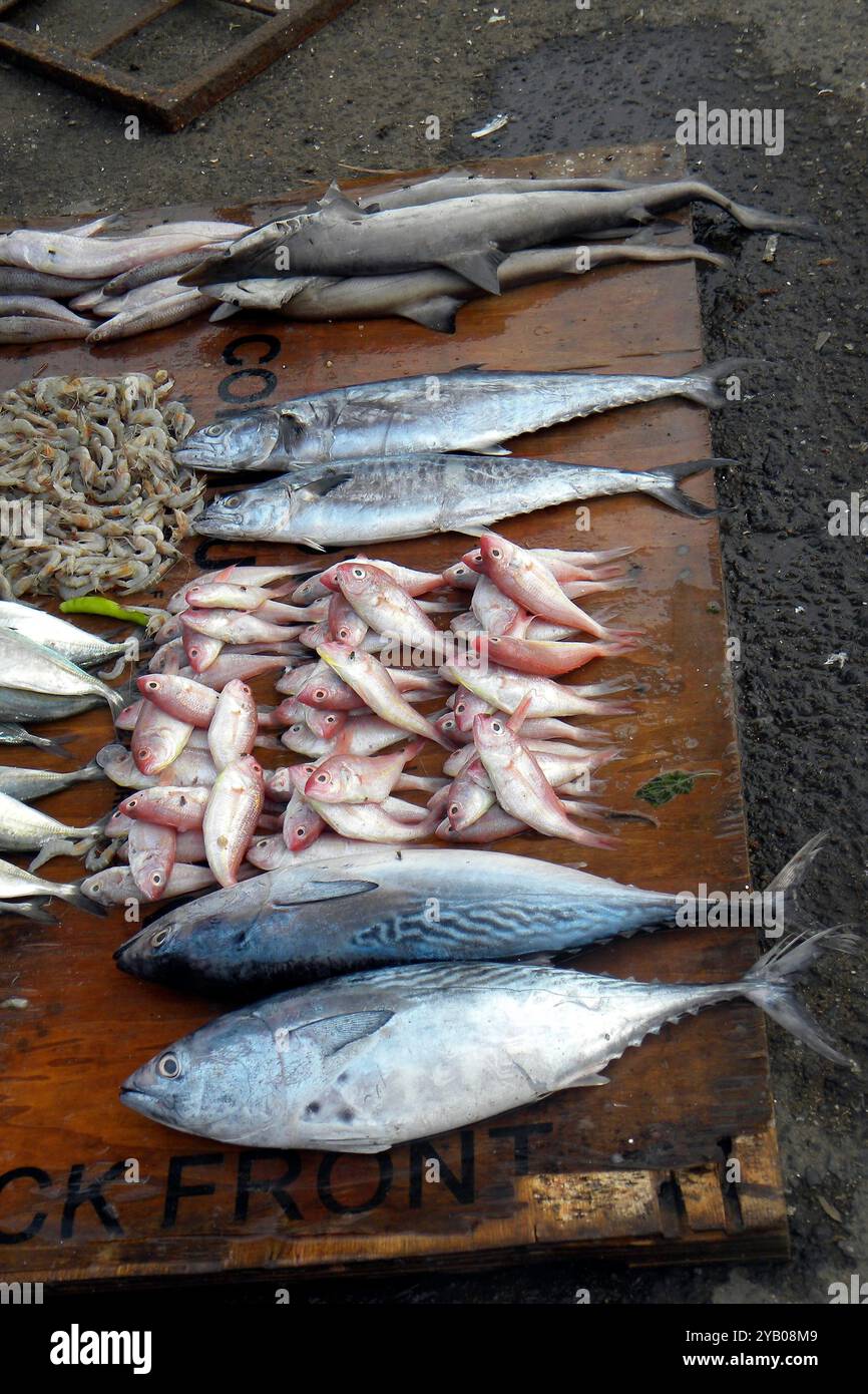 India, Tamil Nadu, Chennai, fish market Stock Photo - Alamy
