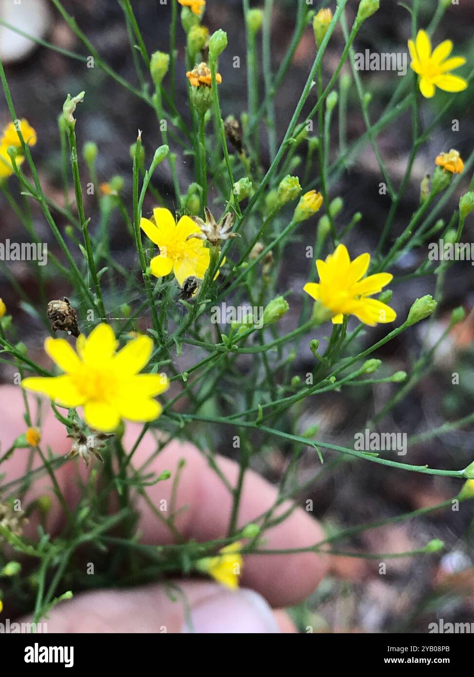 prairie broomweed (Amphiachyris dracunculoides) Plantae Stock Photo - Alamy