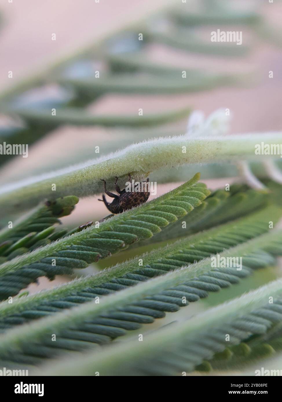 Wattle Seed Weevils (Melanterius) Insecta Stock Photo - Alamy
