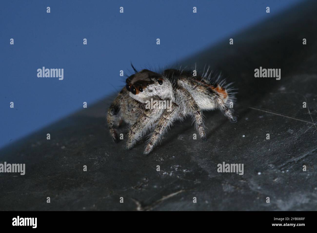 canopy jumping spider (Phidippus otiosus) Arachnida Stock Photo - Alamy