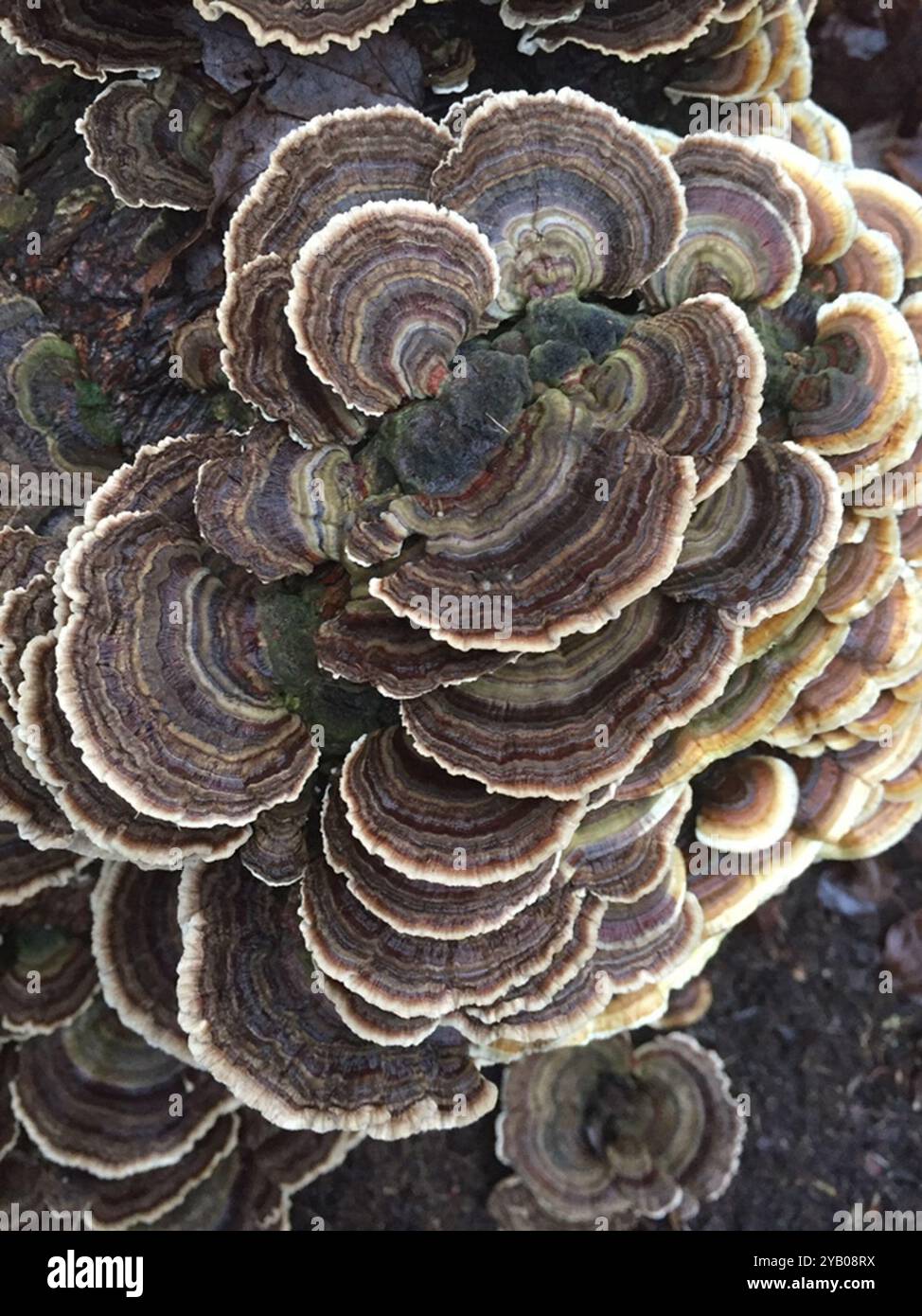 turkey-tail (Trametes versicolor) Fungi Stock Photo - Alamy