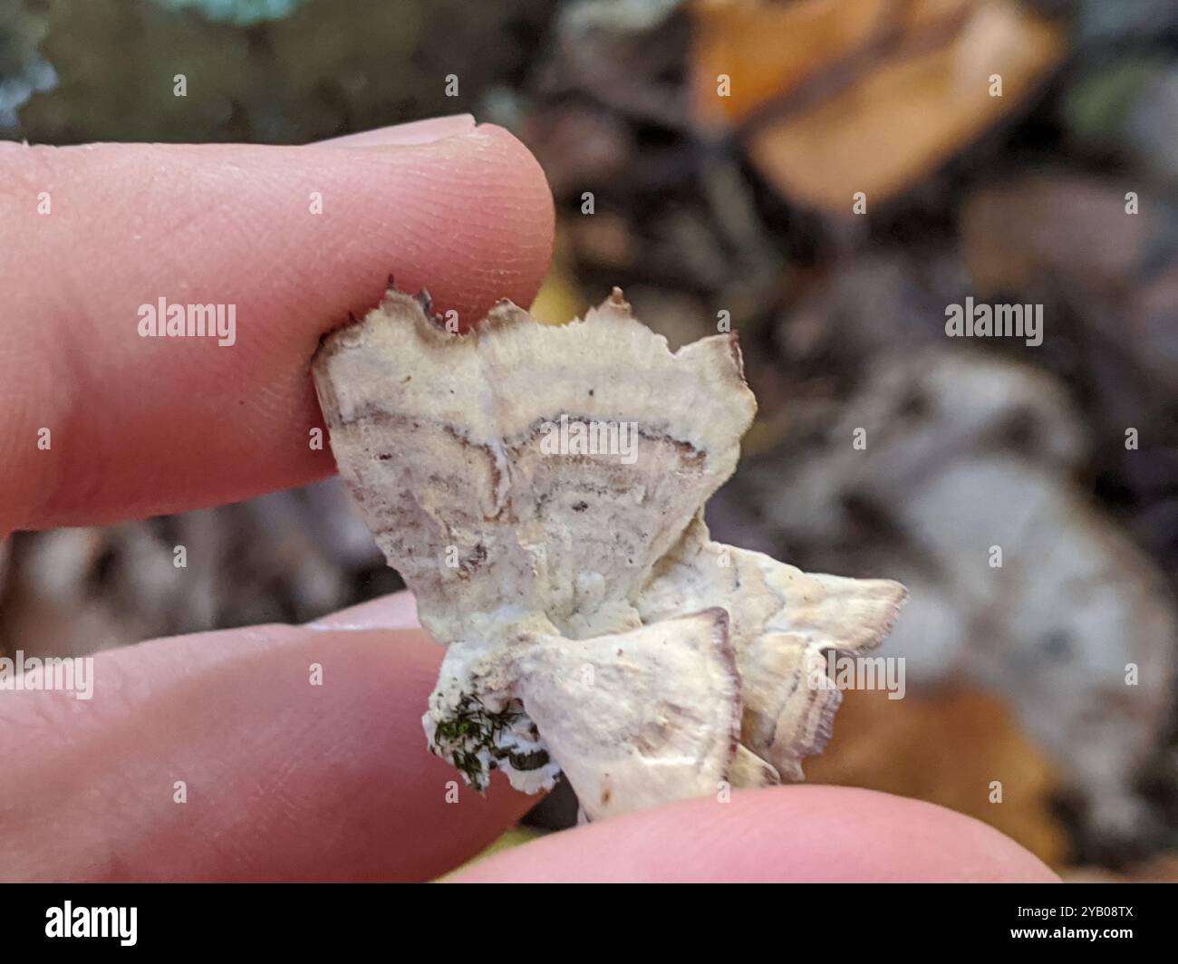 violet-toothed polypore (Trichaptum biforme) Fungi Stock Photo - Alamy