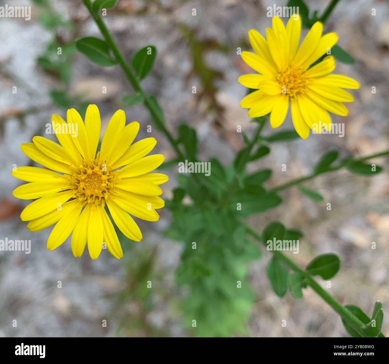 Coastalplain Goldenaster (Chrysopsis scabrella) Plantae Stock Photo - Alamy
