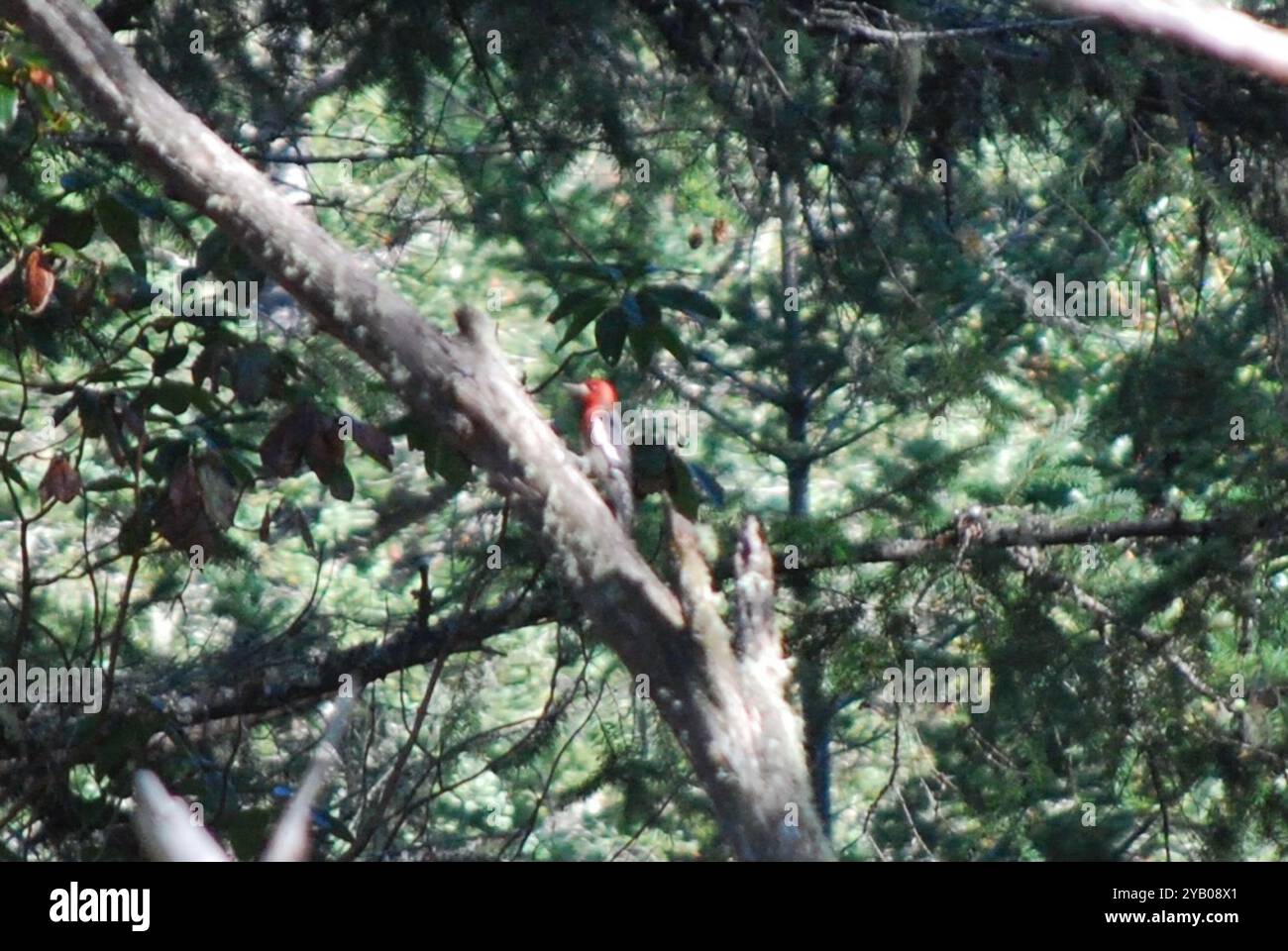 Red-breasted Sapsucker (Sphyrapicus ruber) Aves Stock Photo - Alamy