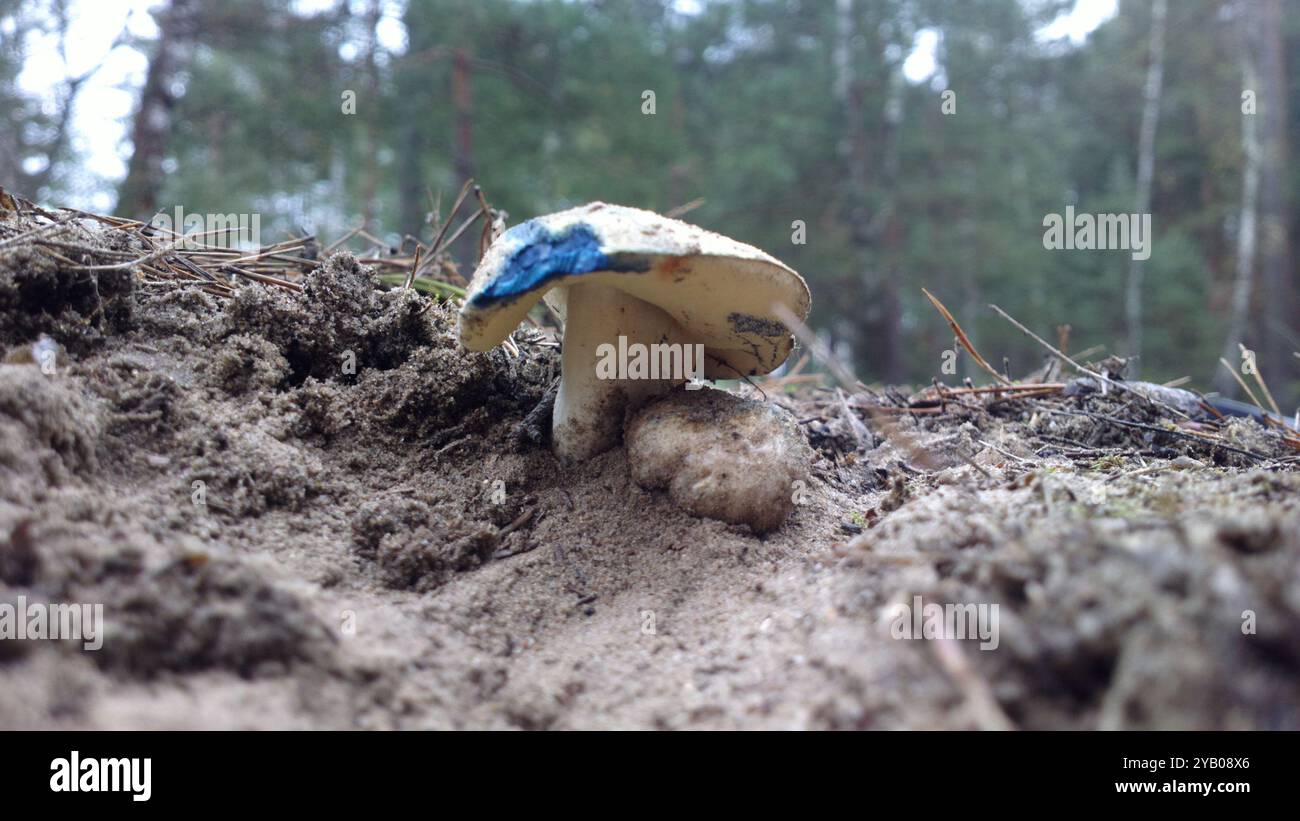 Cornflower Bolete (Gyroporus cyanescens) Fungi Stock Photo - Alamy