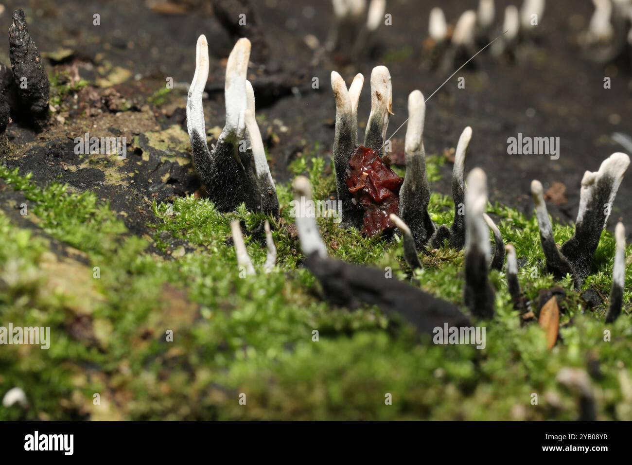 Candlesnuff Fungus (Xylaria hypoxylon) Fungi Stock Photo - Alamy
