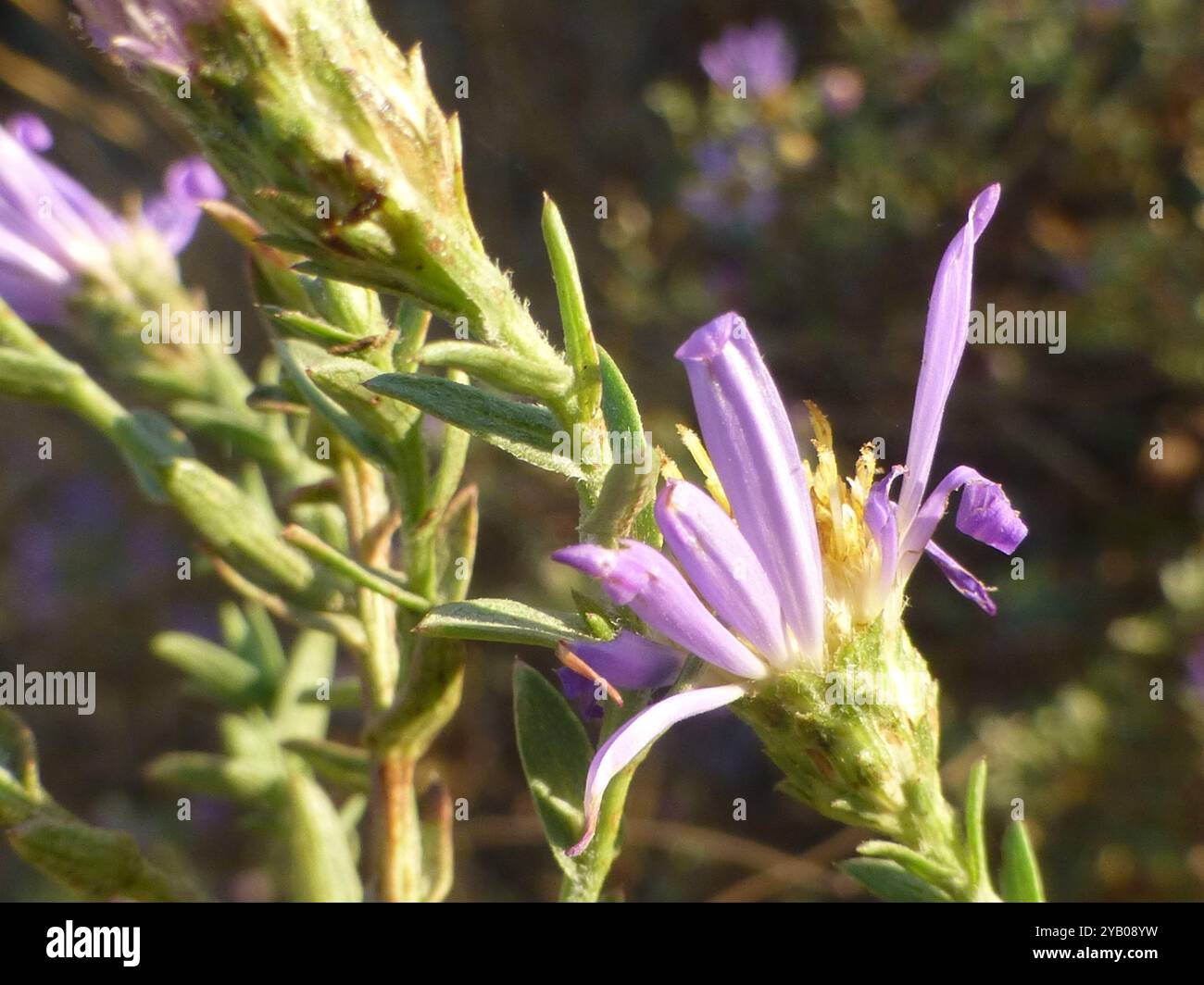 Pacific Aster (Symphyotrichum chilense) Plantae Stock Photo - Alamy