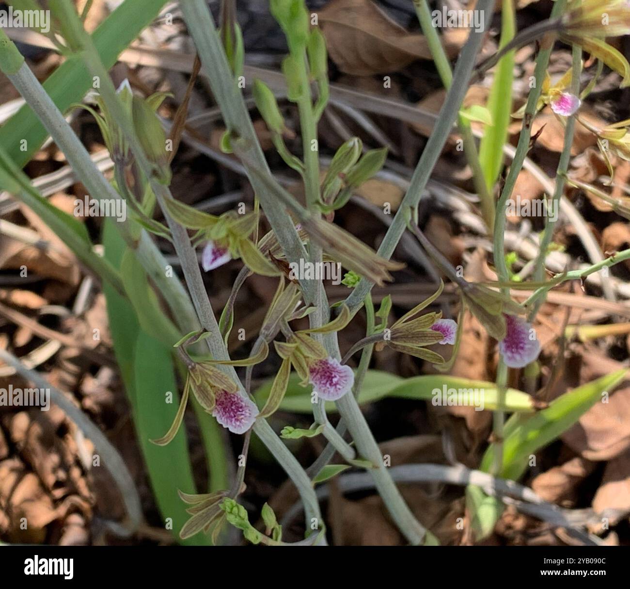 Chinese Crown Orchid (Eulophia graminea) Plantae Stock Photo - Alamy