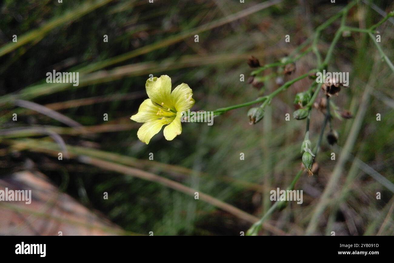 Wild Flax (Linum thunbergii) Plantae Stock Photo - Alamy