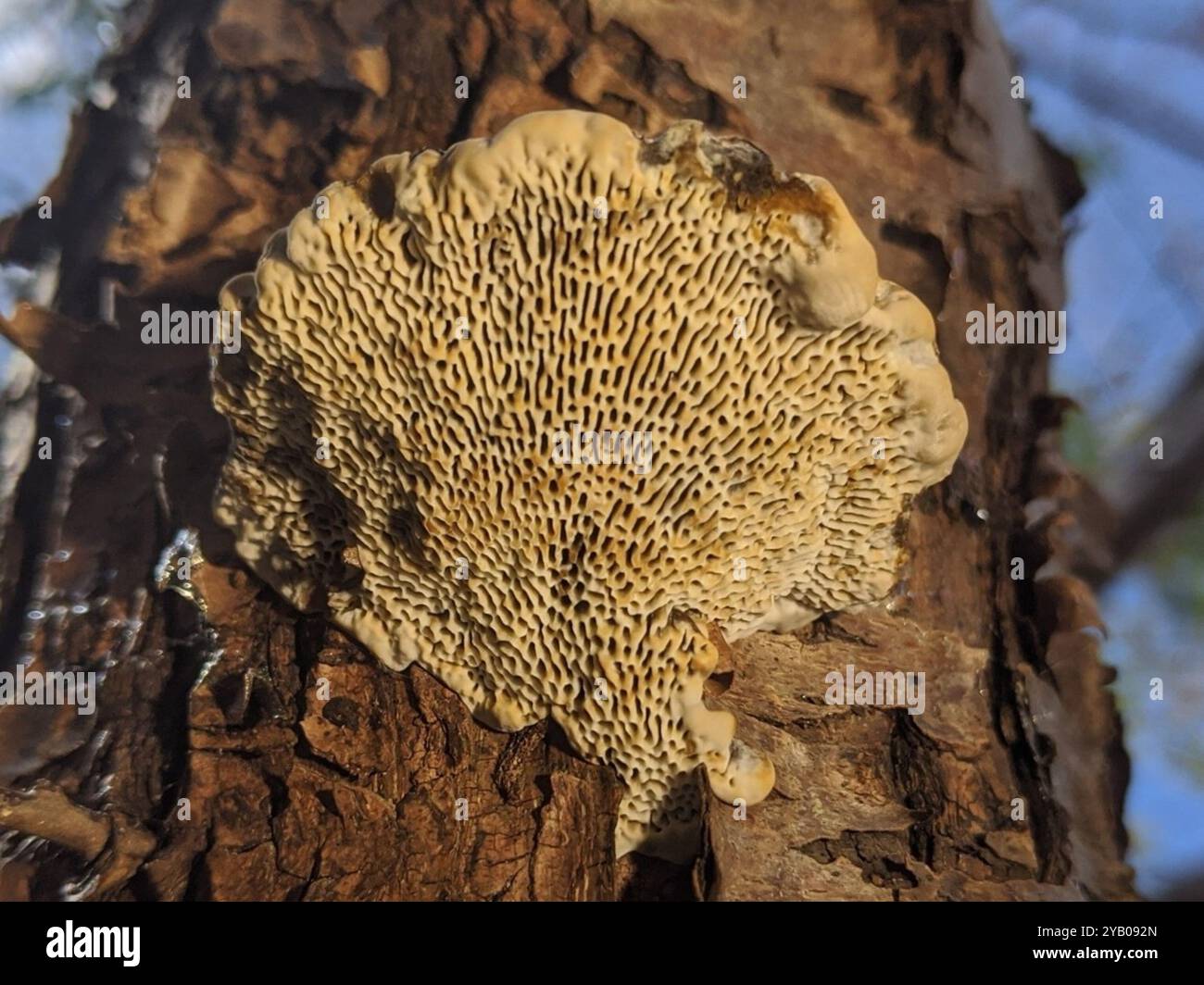 shelf fungi (Polyporales) Fungi Stock Photo - Alamy