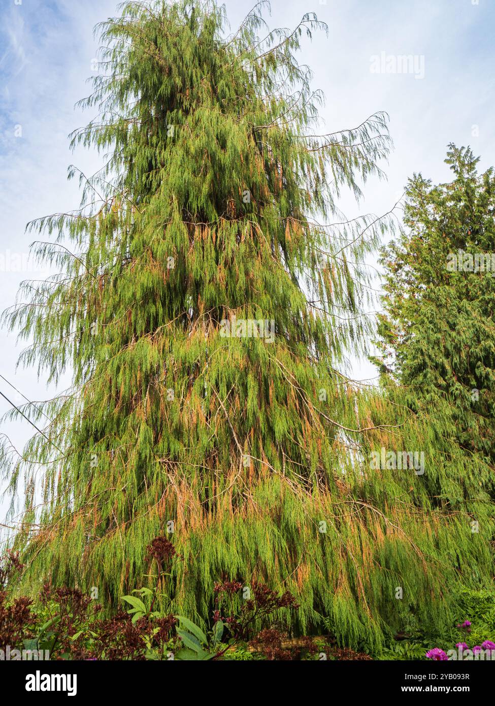 Droopng branches of the ornamental hardy conifer, Chamaecyparis ...