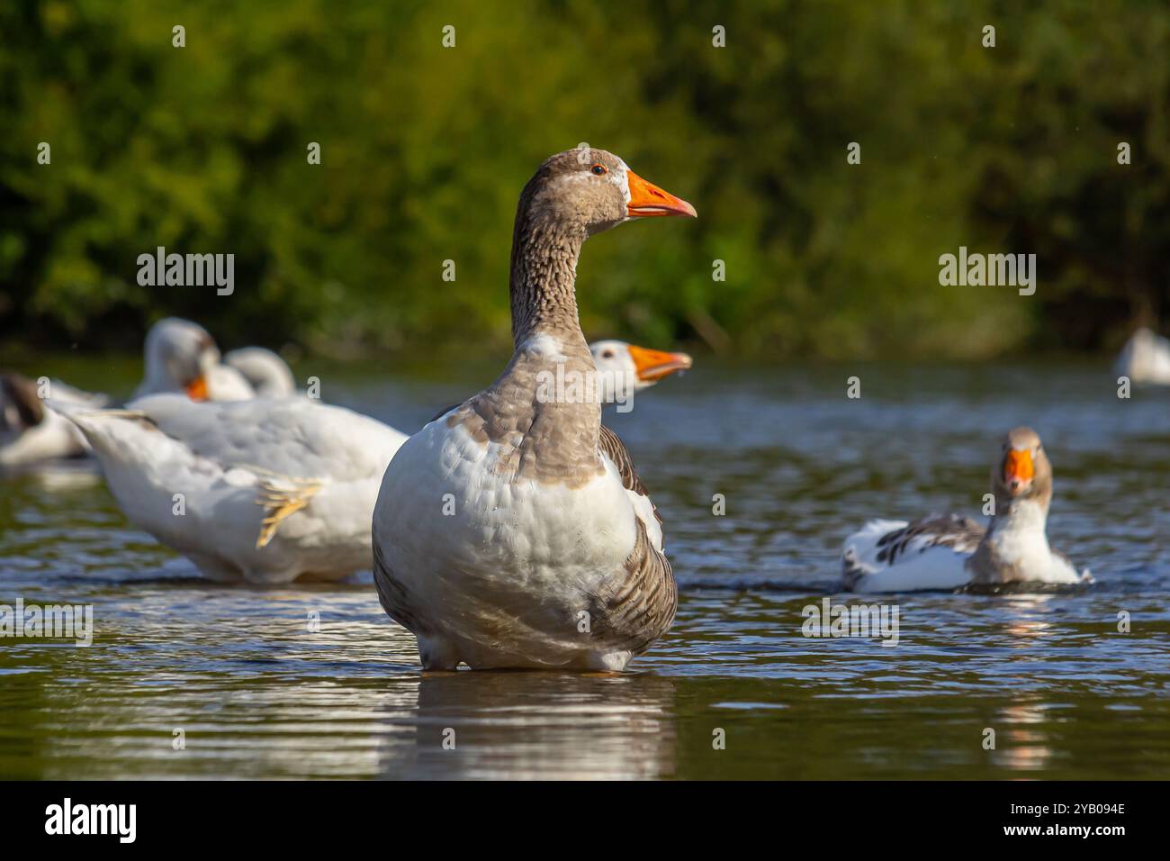 A domestic goose is a goose that humans have domesticated and kept for ...