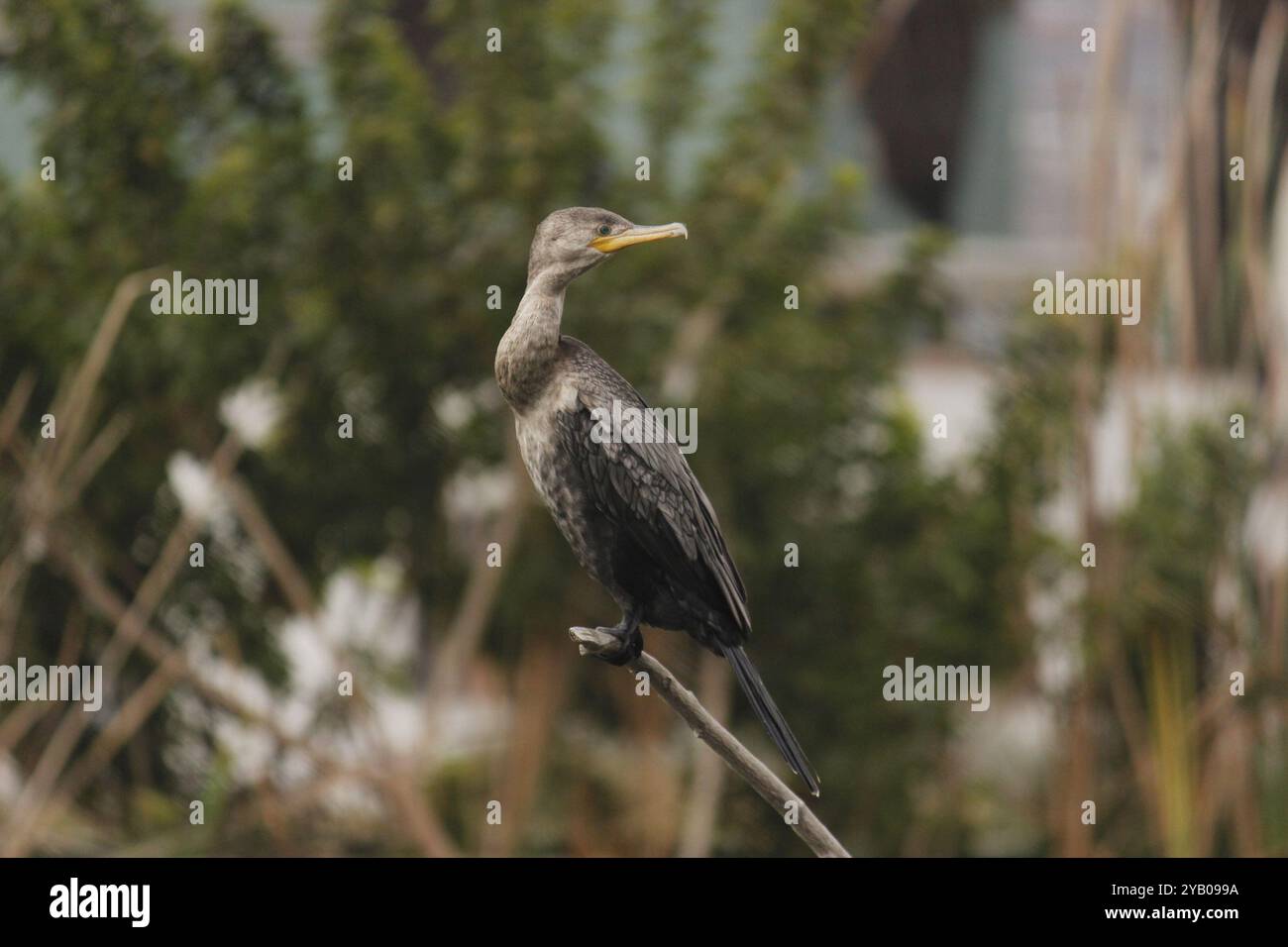 Neotropic Cormorant (Nannopterum brasilianum) Aves Stock Photo - Alamy