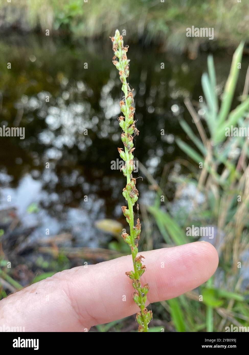 Pineland Plantain (Plantago sparsiflora) Plantae Stock Photo - Alamy