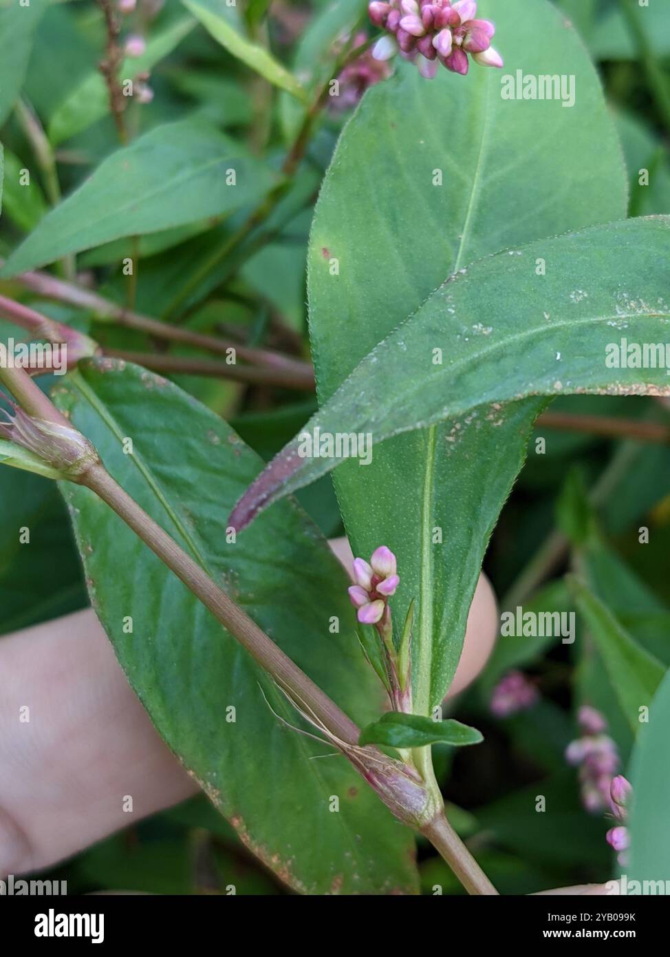 low smartweed (Persicaria longiseta) Plantae Stock Photo - Alamy