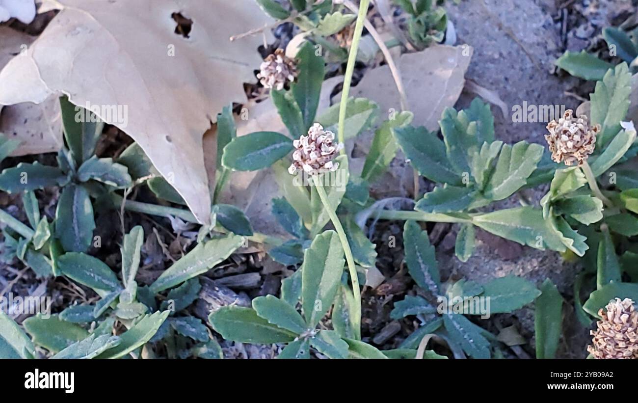 turkey tangle frogfruit (Phyla nodiflora) Plantae Stock Photo - Alamy