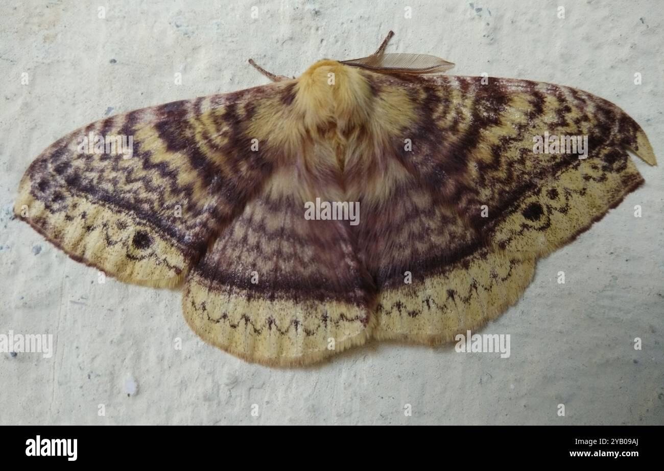 Monkey Moths (Eupterotidae) Insecta Stock Photo - Alamy