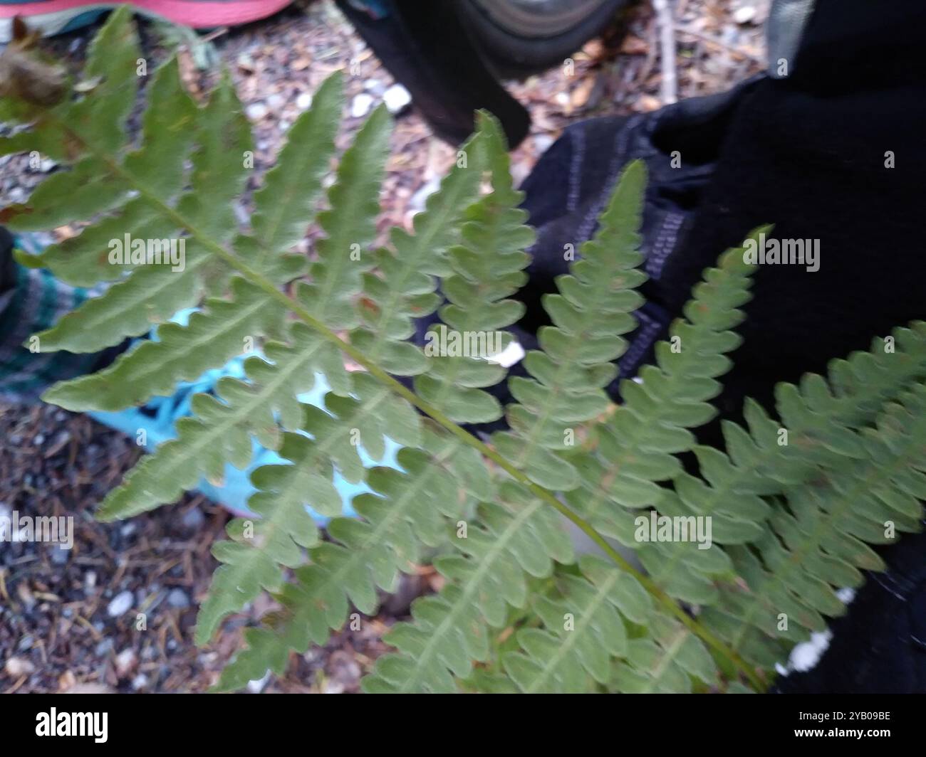 ferns (Polypodiopsida) Plantae Stock Photo - Alamy