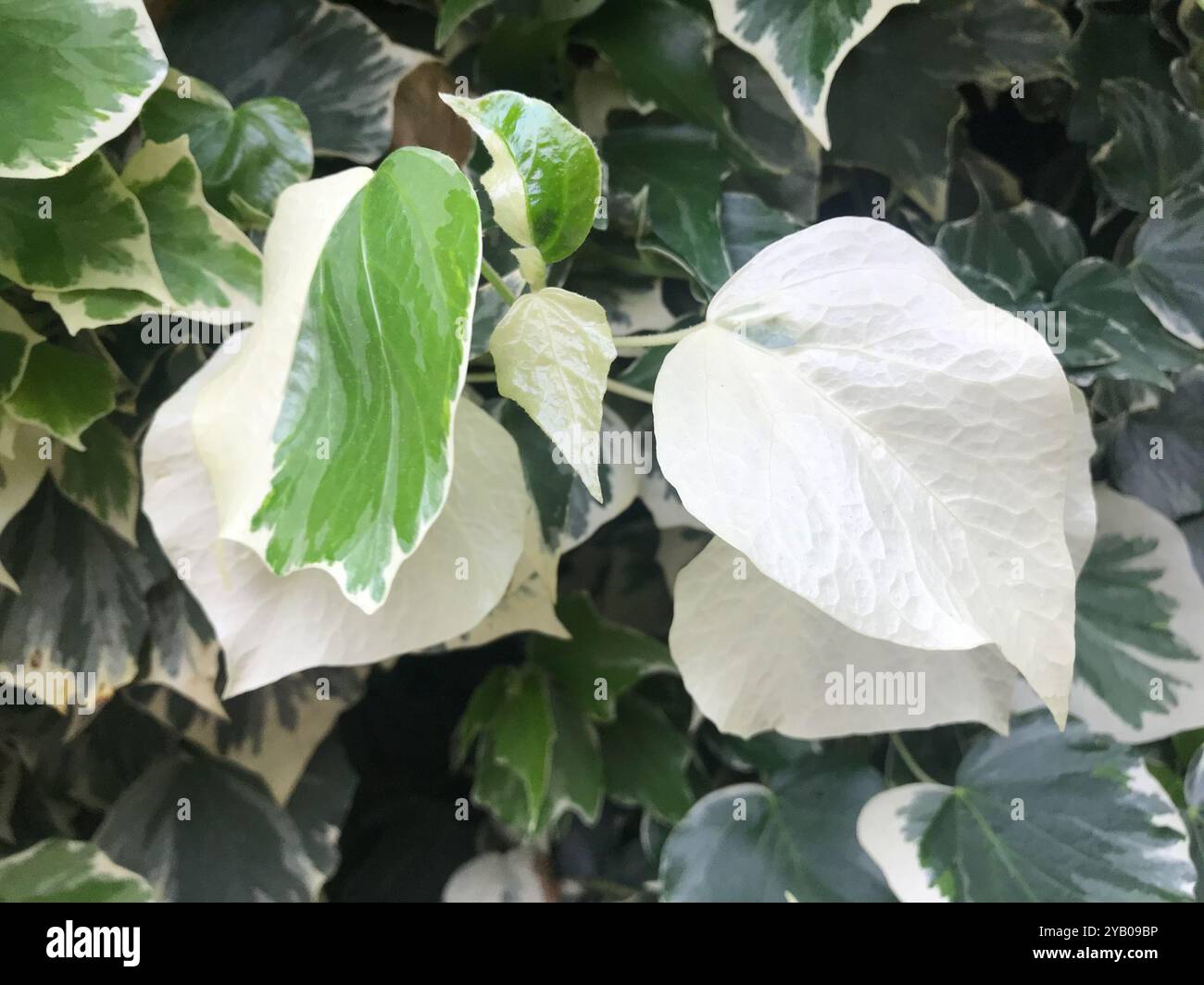 Canary Islands Ivy (Hedera canariensis) Plantae Stock Photo - Alamy