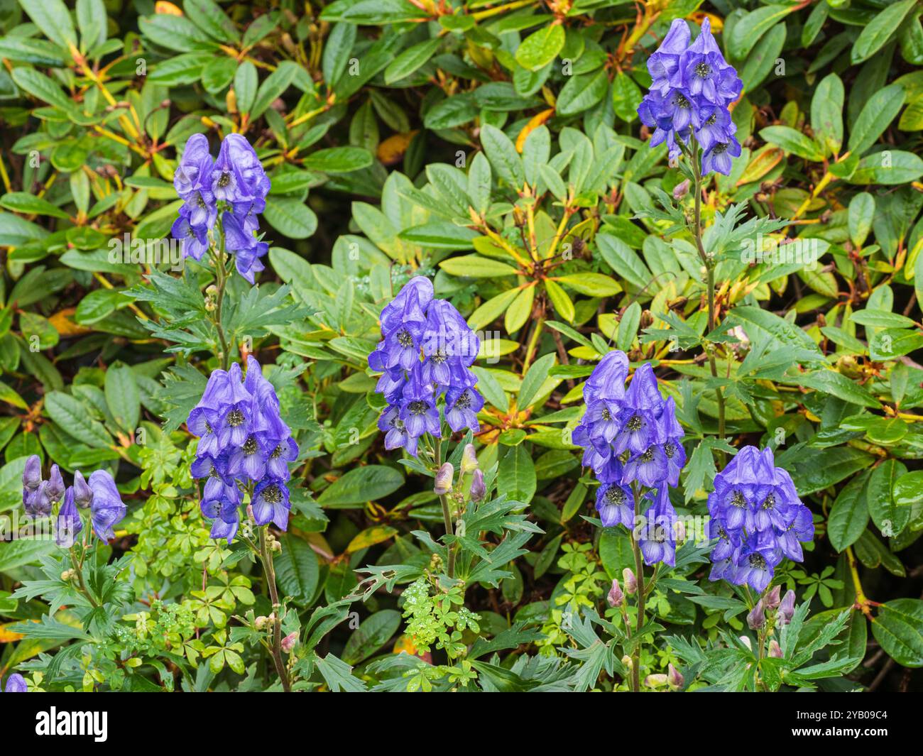 Tall spikes filled with blue hooded flowers of the toxic autumn ...