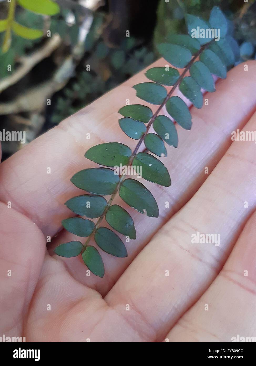 white climbing rātā (Metrosideros diffusa) Plantae Stock Photo - Alamy